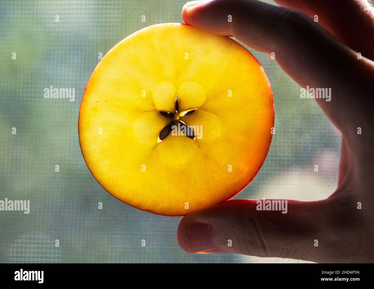 Seed distribution hi-res stock photography and images - Alamy