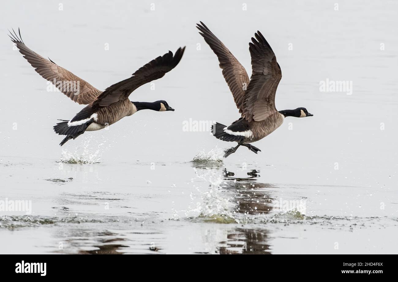 Flight of geese hi-res stock photography and images - Alamy