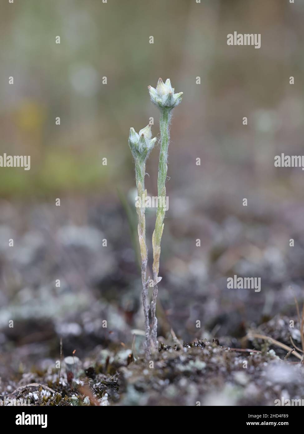 Filago arvensis, also called Logfia arvensis, commonly known as Field ...