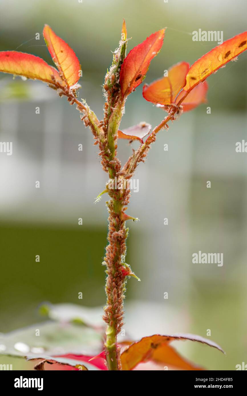 Colorful aphids on roses, pests damage the plant and spread diseases ...