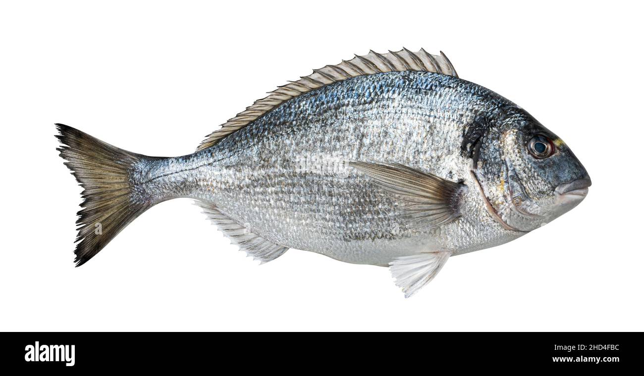 Fresh dorado fish isolated on white background Stock Photo - Alamy