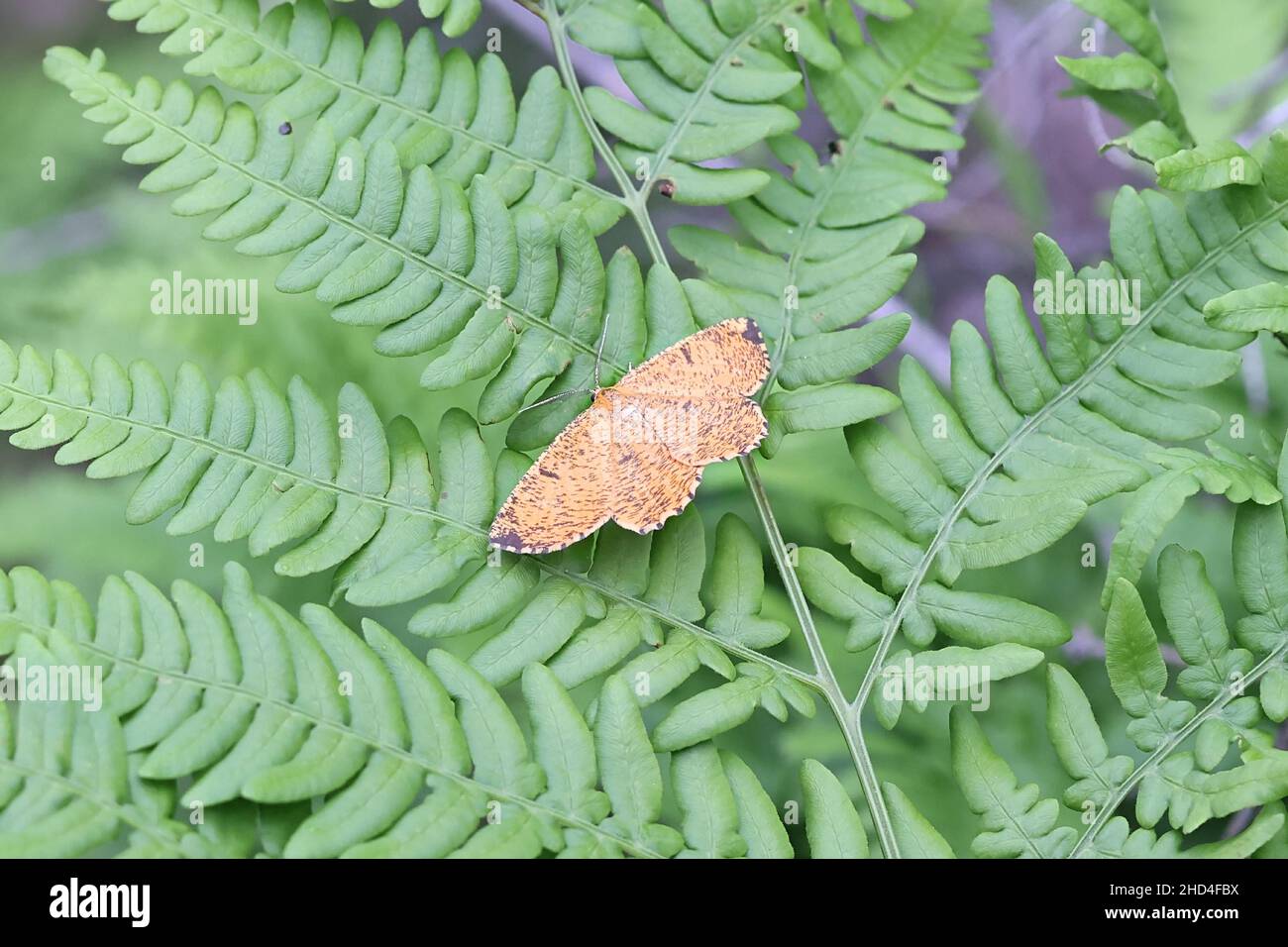 Angerona prunaria, commonly known as orange moth Stock Photo - Alamy