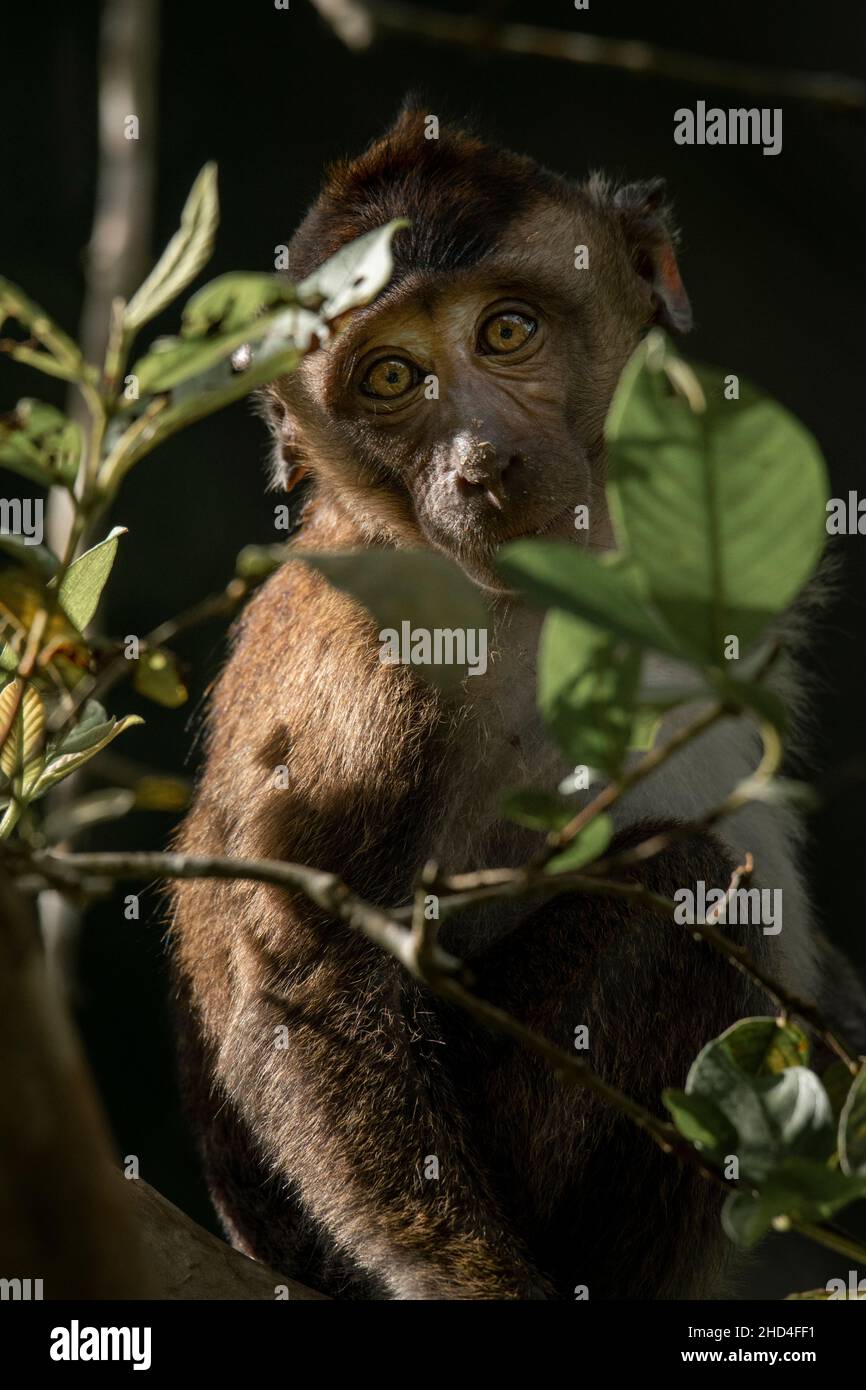 Monkey looking straight into camera hi-res stock photography and images ...