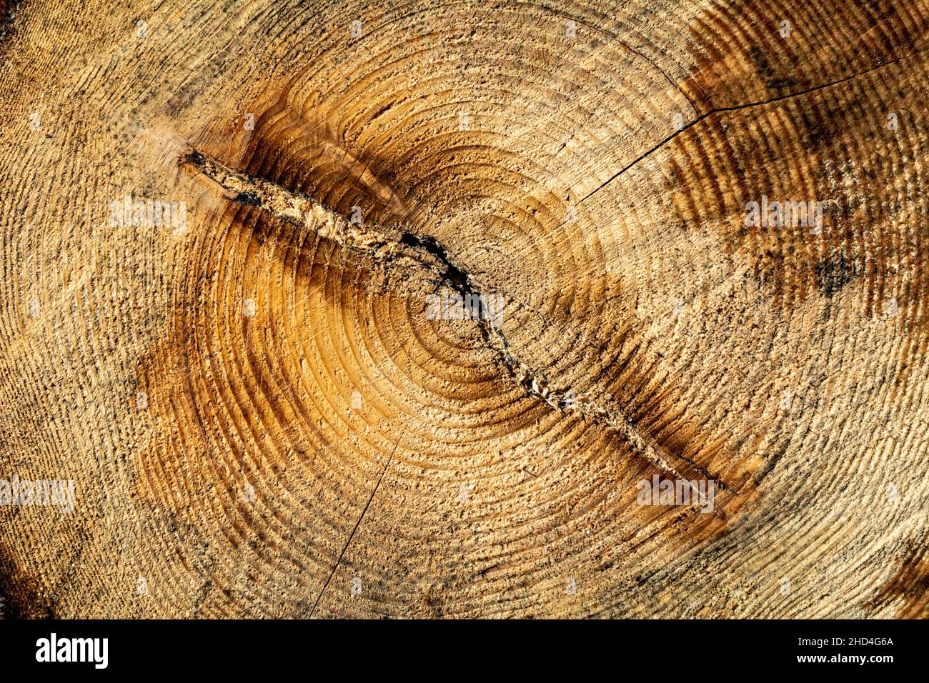 Tree rings of a old weathered wood texture with the cross section of a cut trunk Stock Photo - Alamy