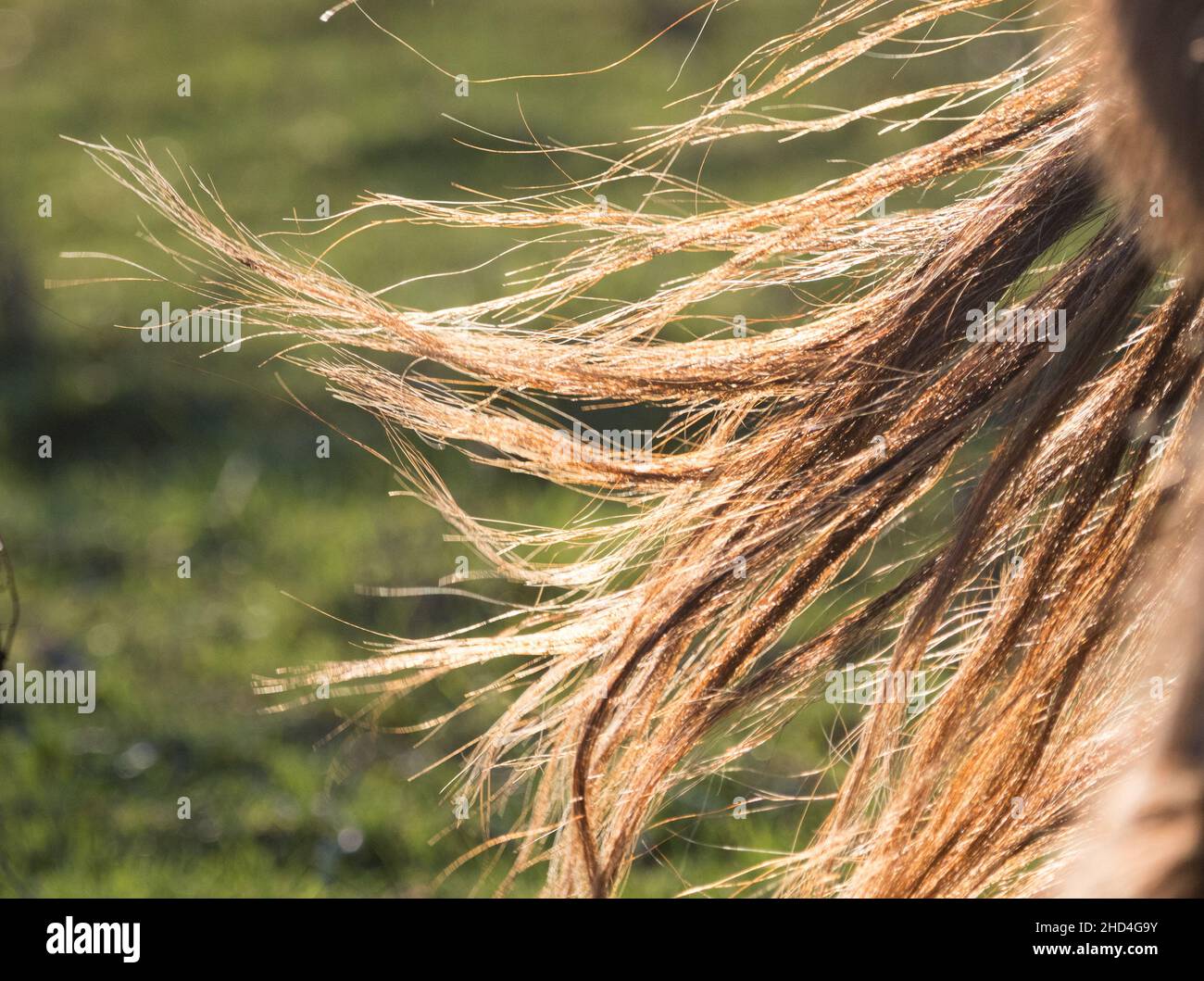 Pony tail hair hi-res stock photography and images - Alamy