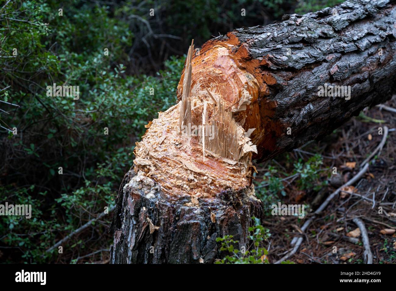 Close up photo of illicitly chopped grown pine tree in the woods ...