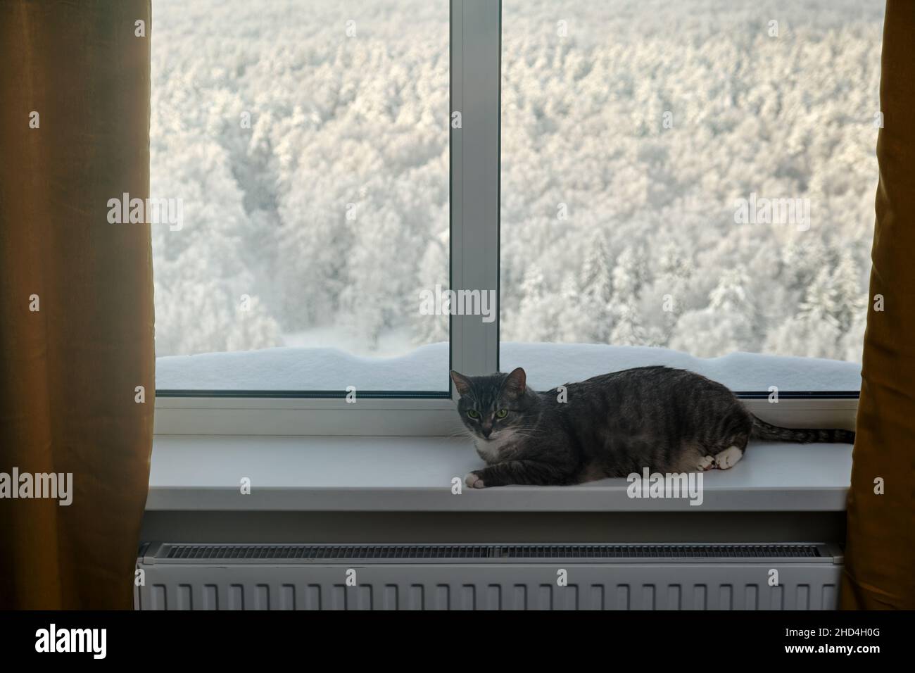 A cat at a winter window with trees in the snow. Pet on the window sill ...