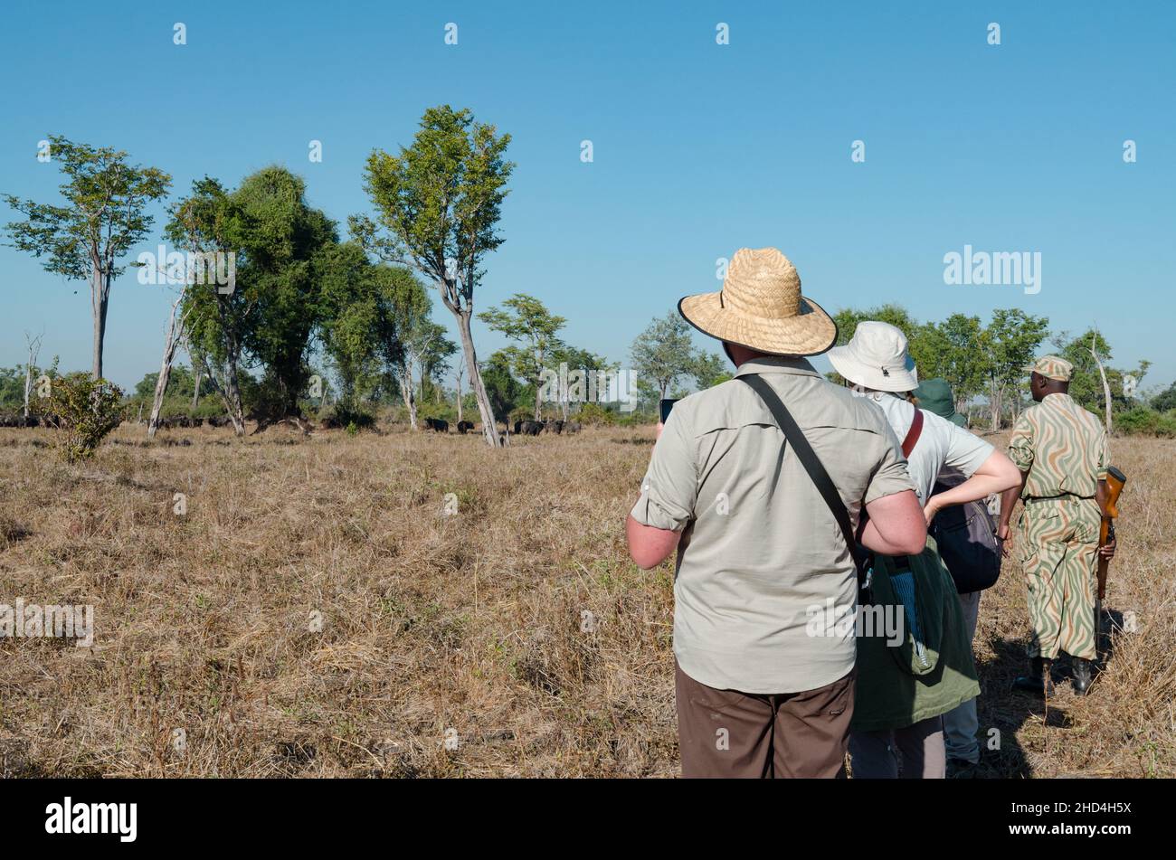 A group of people watching cape buffalo on a walking safari in South ...