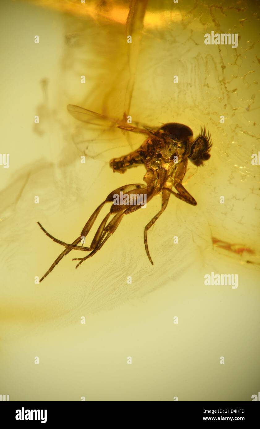 Prehistoric fly in amber hi-res stock photography and images - Alamy