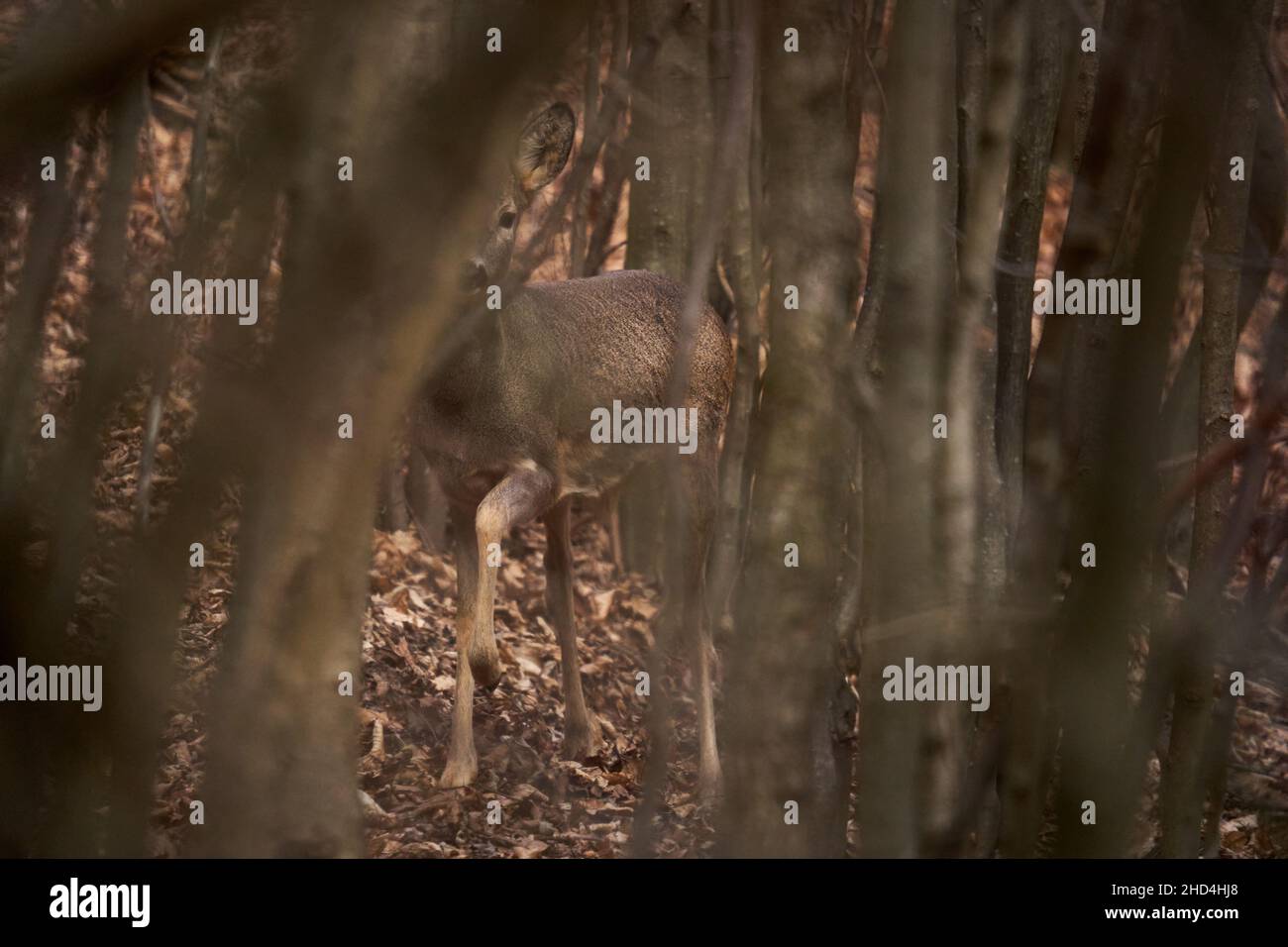 Roe deer hiding behind trees in the forest Stock Photo - Alamy