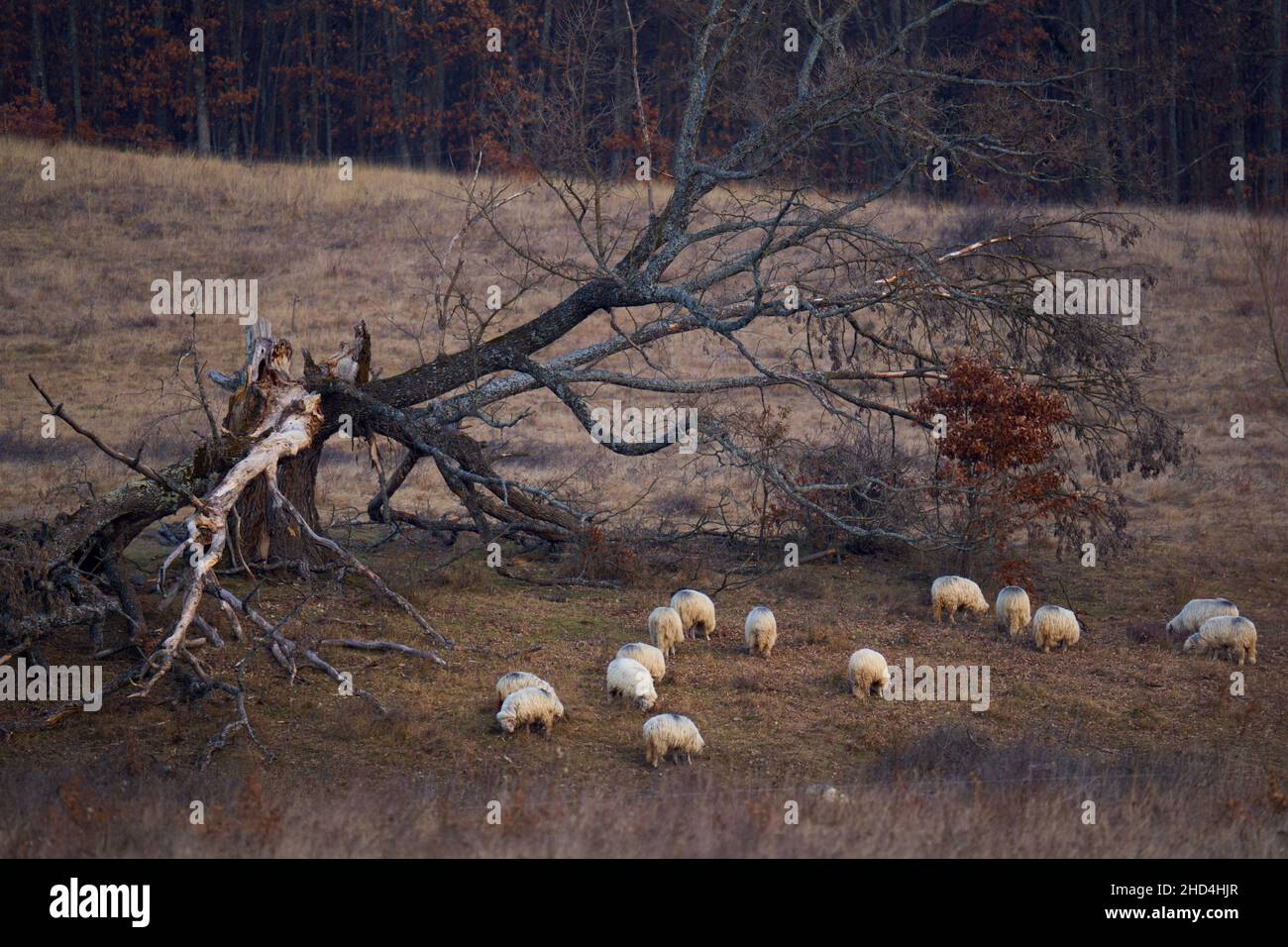 A flock of sheep grazing by a huge broken oak tree near the forest ...