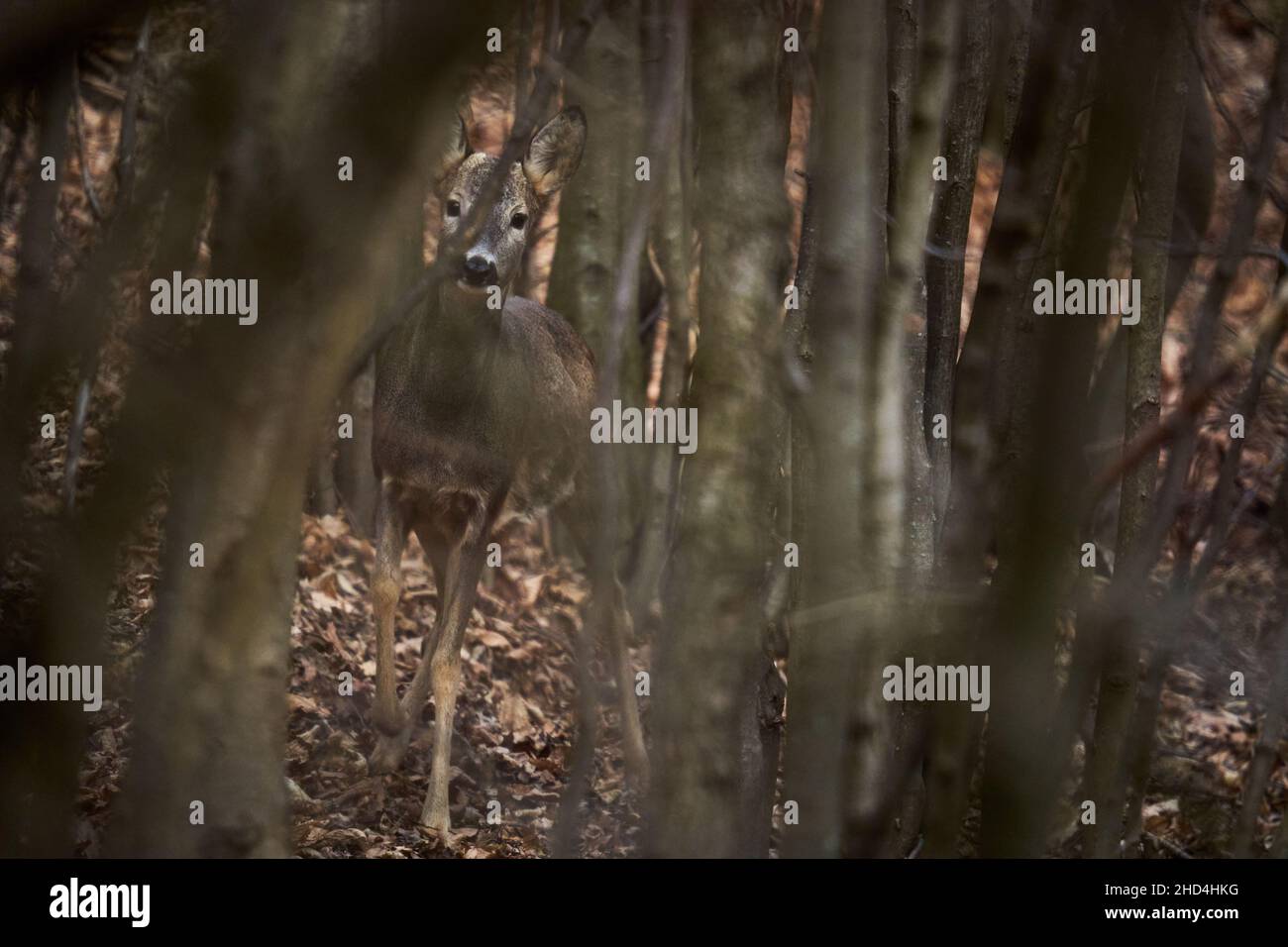 Roe deer hiding behind trees in the forest Stock Photo - Alamy