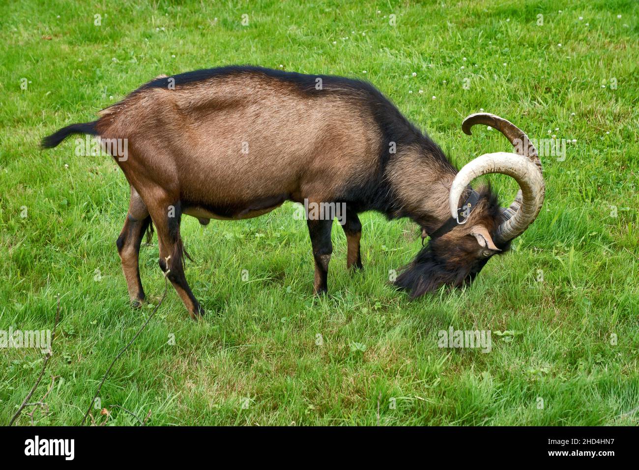 German Alpine Male Goat