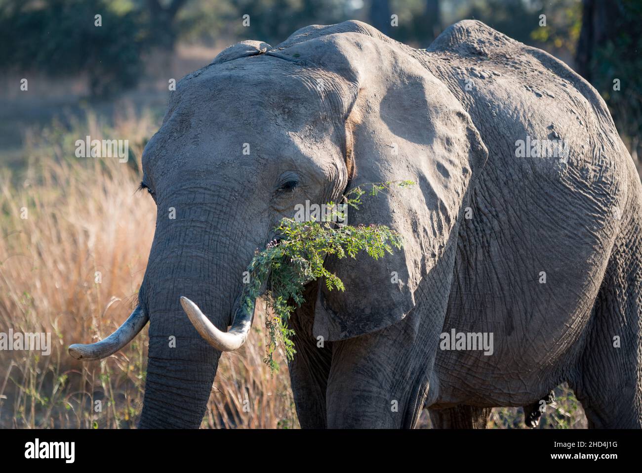 An elephant eating some acacia leaves at South Luangwa National Park ...