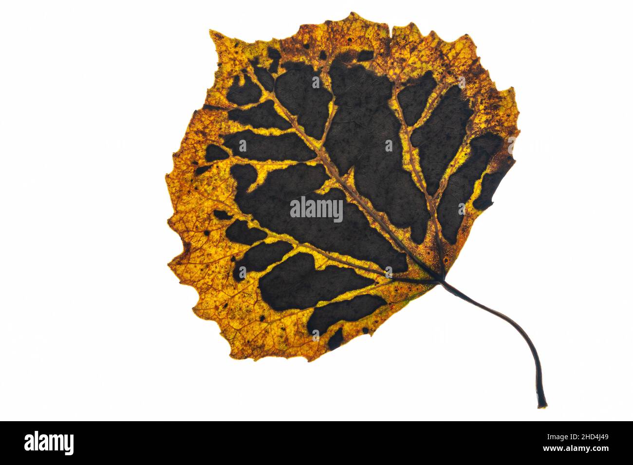 Aspen leaf in autumn colors, isolated on white background Stock Photo ...