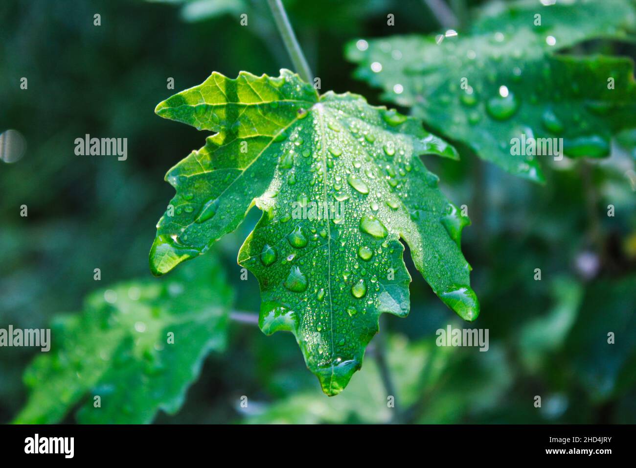 Green leaf with dew drops and sun rays Stock Photo - Alamy