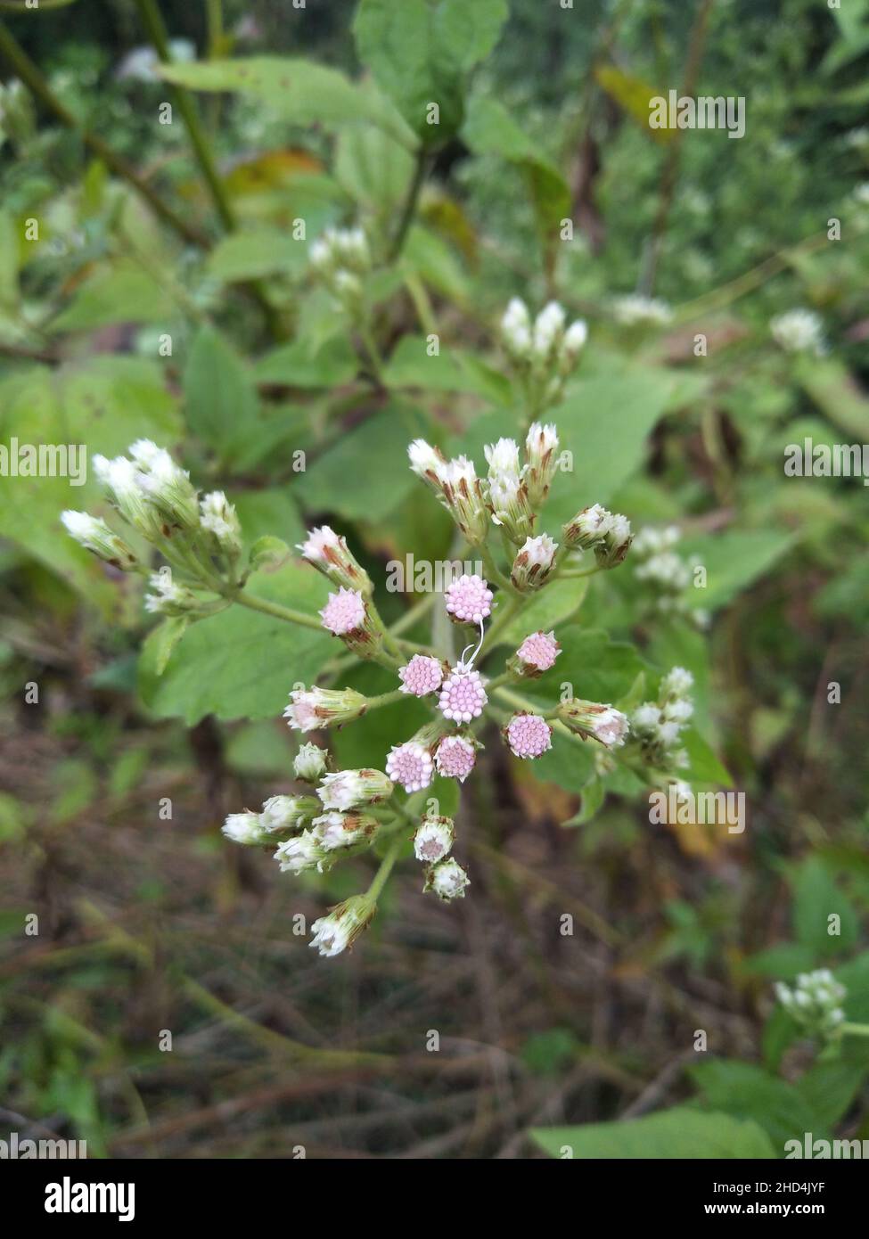 Chromolaena odorata is a tropical and subtropical species of flowering ...