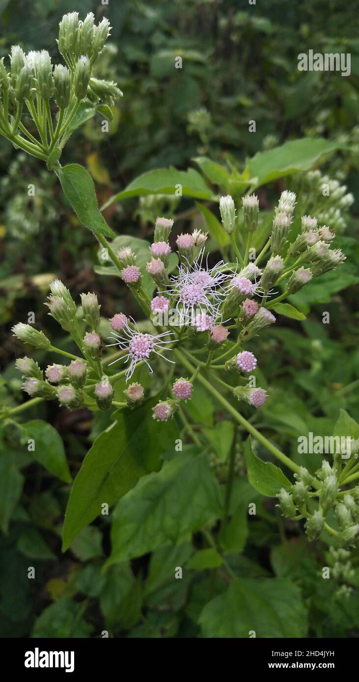Chromolaena odorata is a tropical and subtropical species of flowering ...