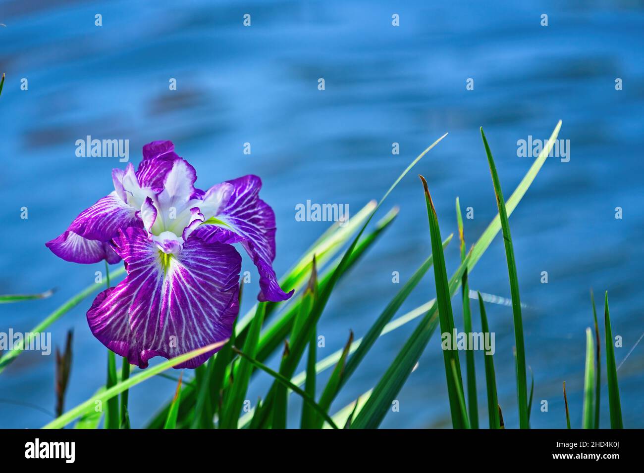 Purple iris growing by a pond Stock Photo - Alamy