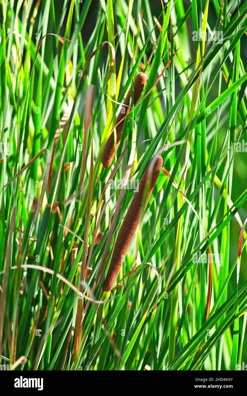 A cluster of Cattails growing in a pond Stock Photo - Alamy