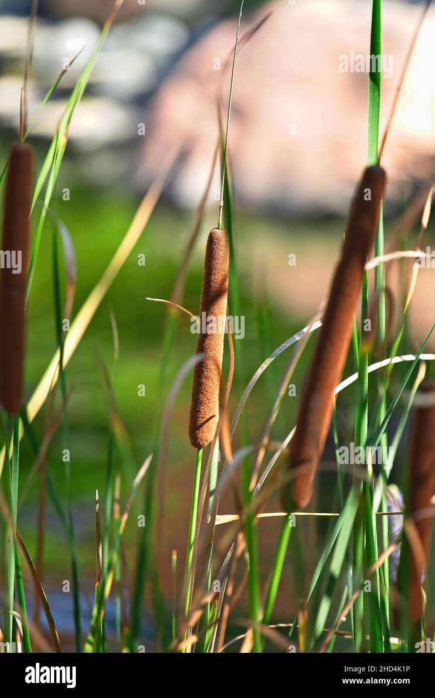A cluster of Cattails growing in a pond Stock Photo - Alamy