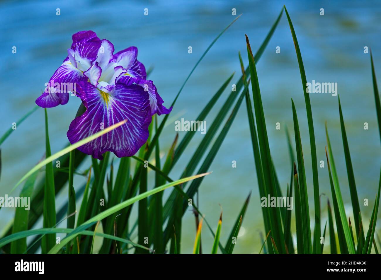 Purple Iris by a pond Stock Photo - Alamy