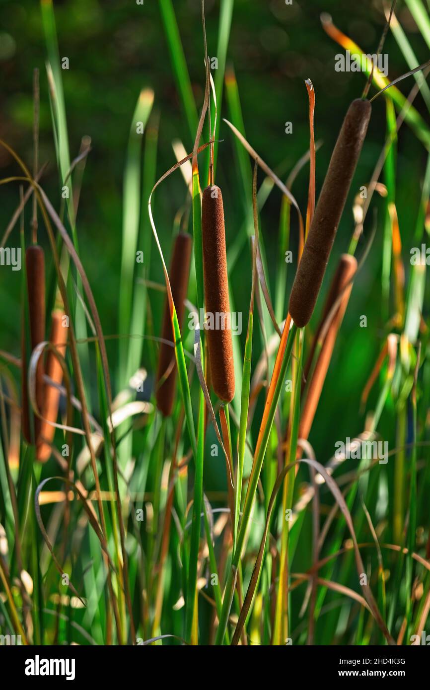 A cluster of Cattails growing in a pond Stock Photo - Alamy