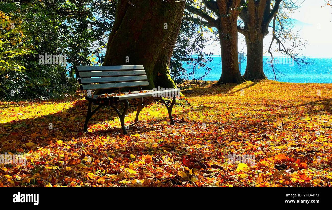 Empty foliage hi-res stock photography and images - Alamy