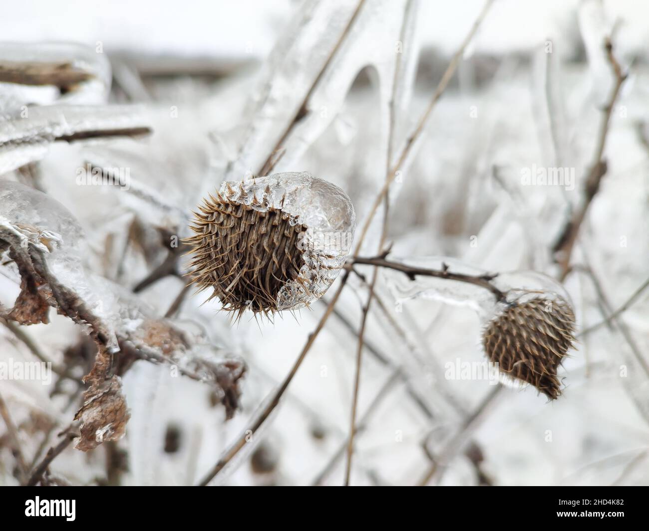 Glaze ice hi-res stock photography and images - Alamy