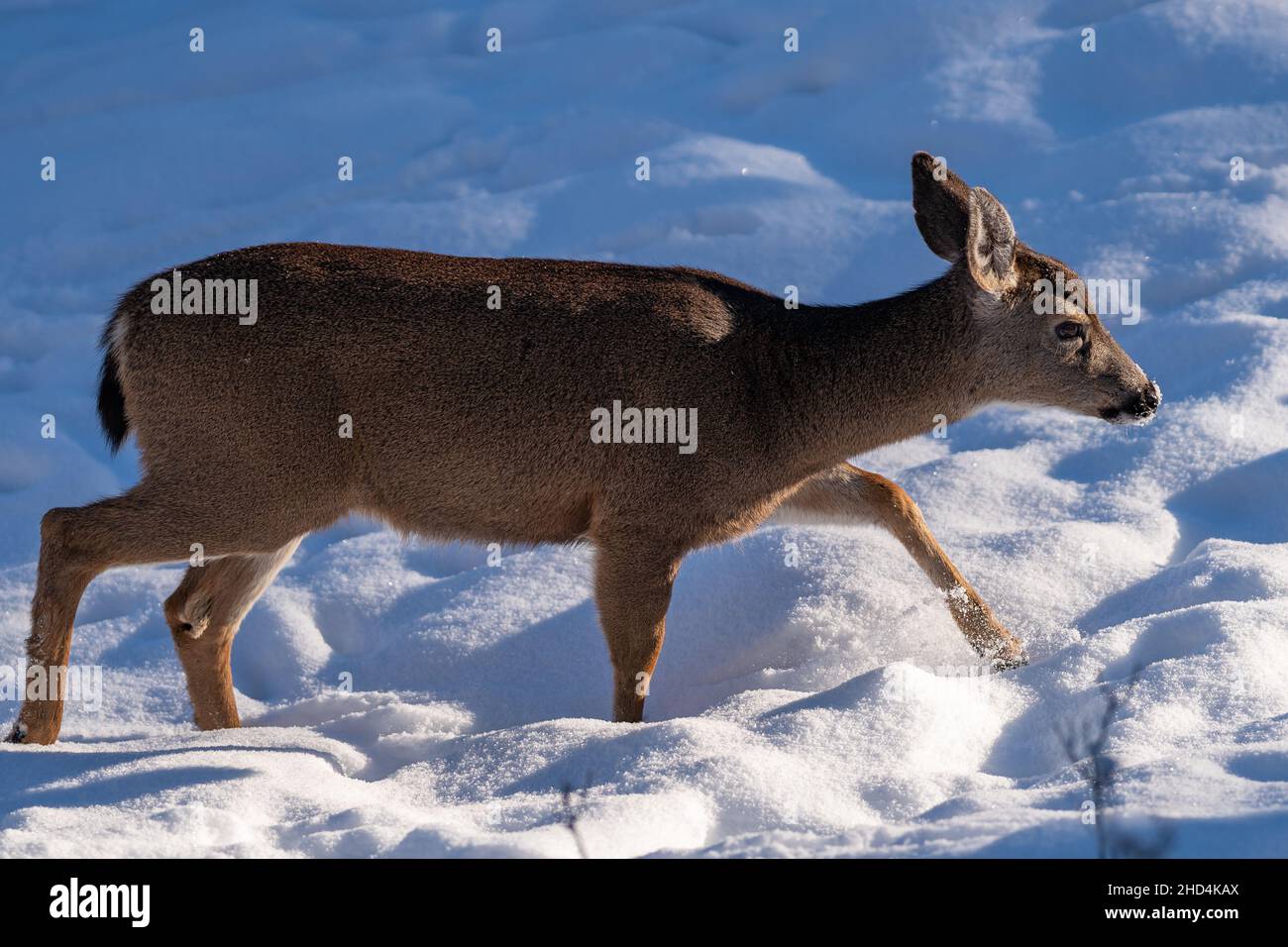 White-tailed Deer in Snow. Oregon, Ashland, Cascade Siskiyou National ...