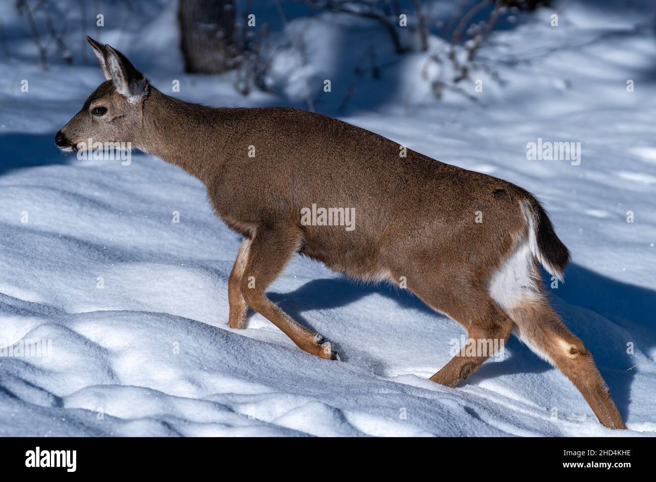 White-tailed Deer in Snow. Oregon, Ashland, Cascade Siskiyou National ...