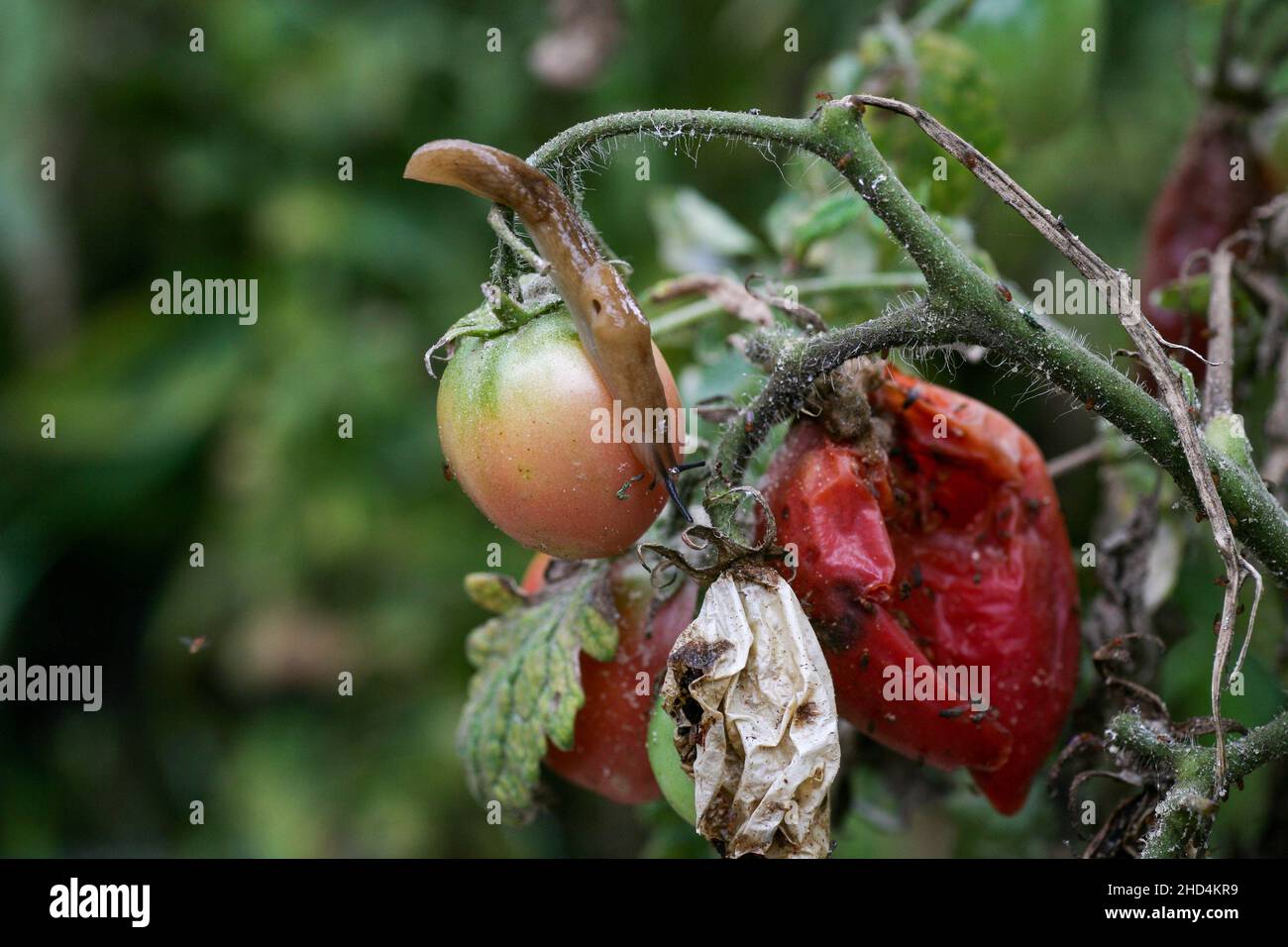 A closeup of a slug tomato pest on a fresh garden . Insects destroy ...