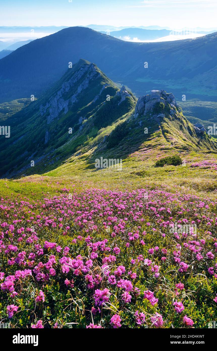 Sunny morning. Glade rhododendron flowers in the mountains. Flowering ...