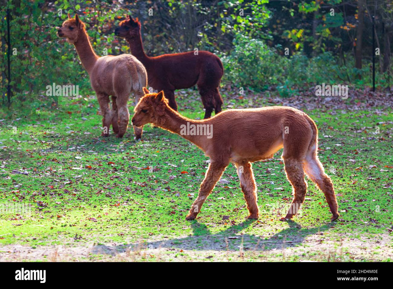 Alpaca animals standing together . Lama Pacos . South American camelid ...