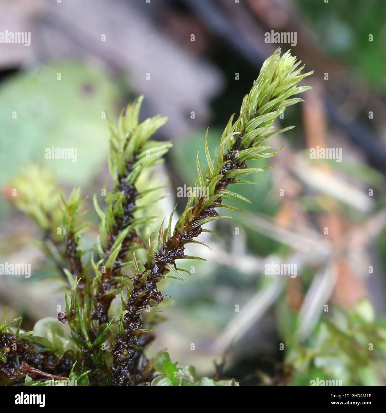Aulacomnium palustre, known as bog groove-moss or ribbed bog moss Stock ...