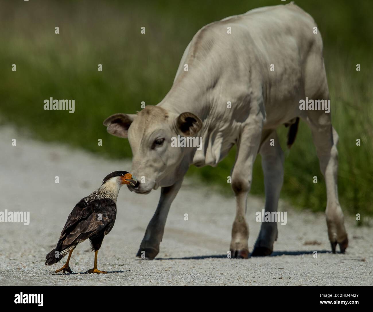 Wma hi-res stock photography and images - Alamy