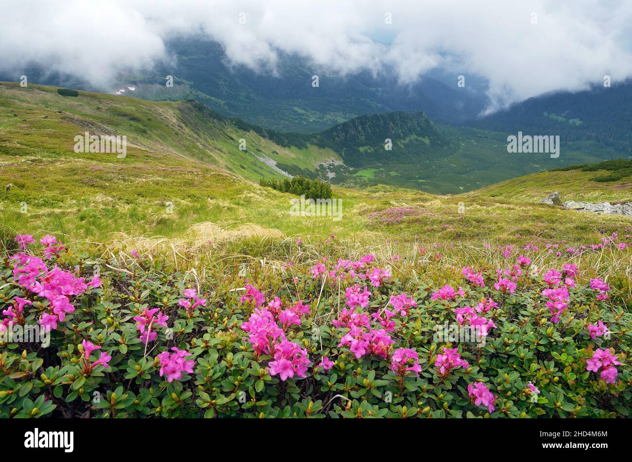 Mountains landscape pink rhododendrons hi-res stock photography and ...