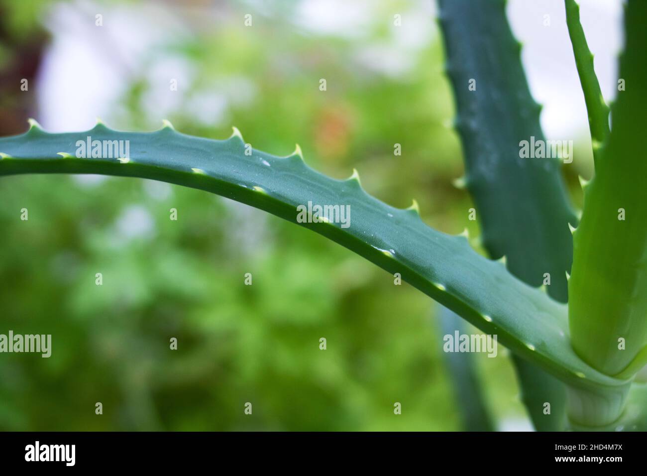 Green stems of home plant aloe close up Stock Photo - Alamy