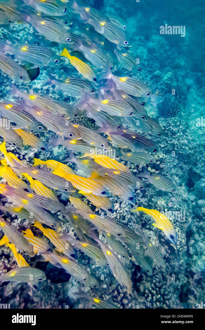 Mixed school of snapper and bream Stock Photo - Alamy