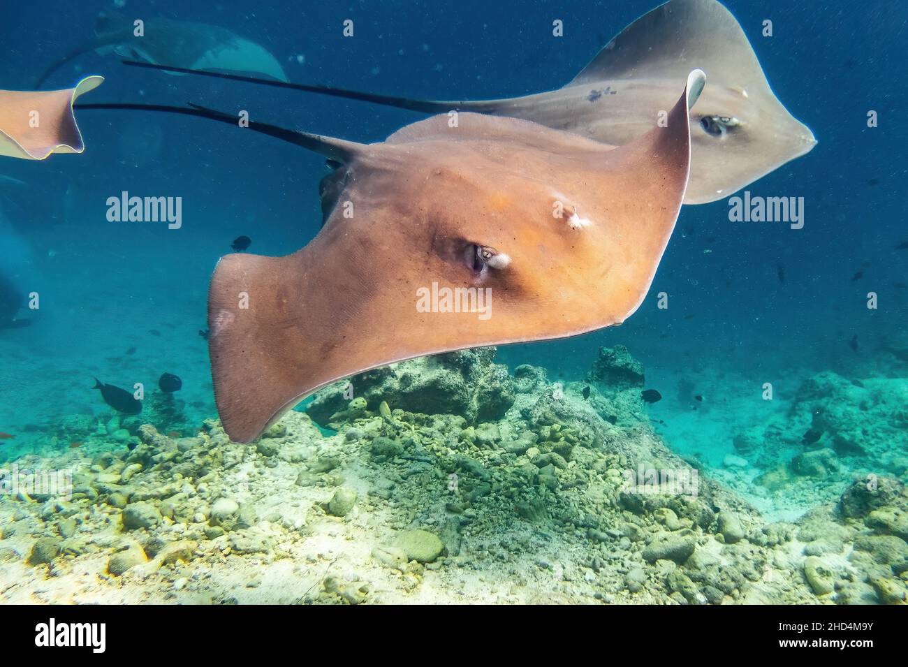 Coral reef stingray maldives hi-res stock photography and images - Alamy