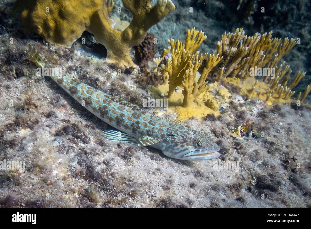 Sand diver lizardfish hi-res stock photography and images - Alamy