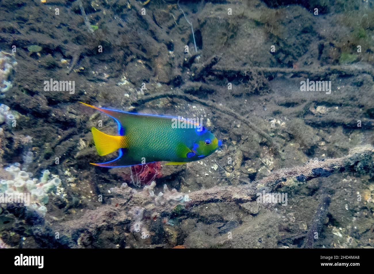 Virgin islands fish hi-res stock photography and images - Alamy