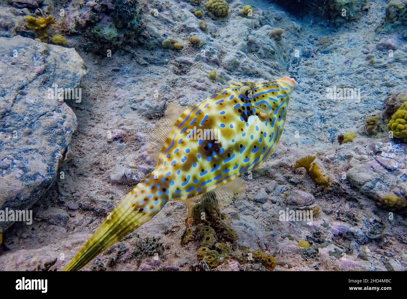 Filefish coral reef hi-res stock photography and images - Alamy