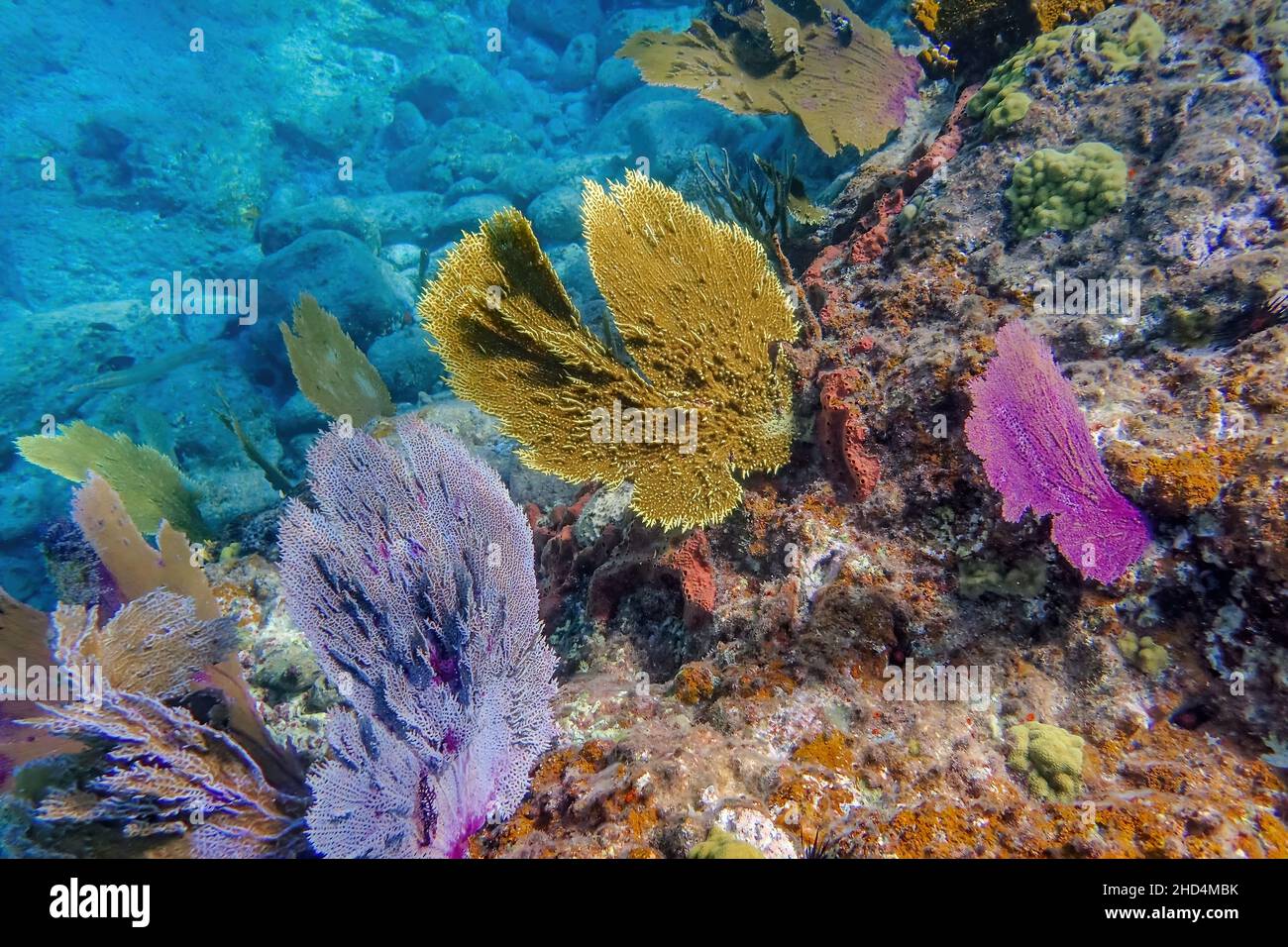 Colorful sea fans Stock Photo - Alamy