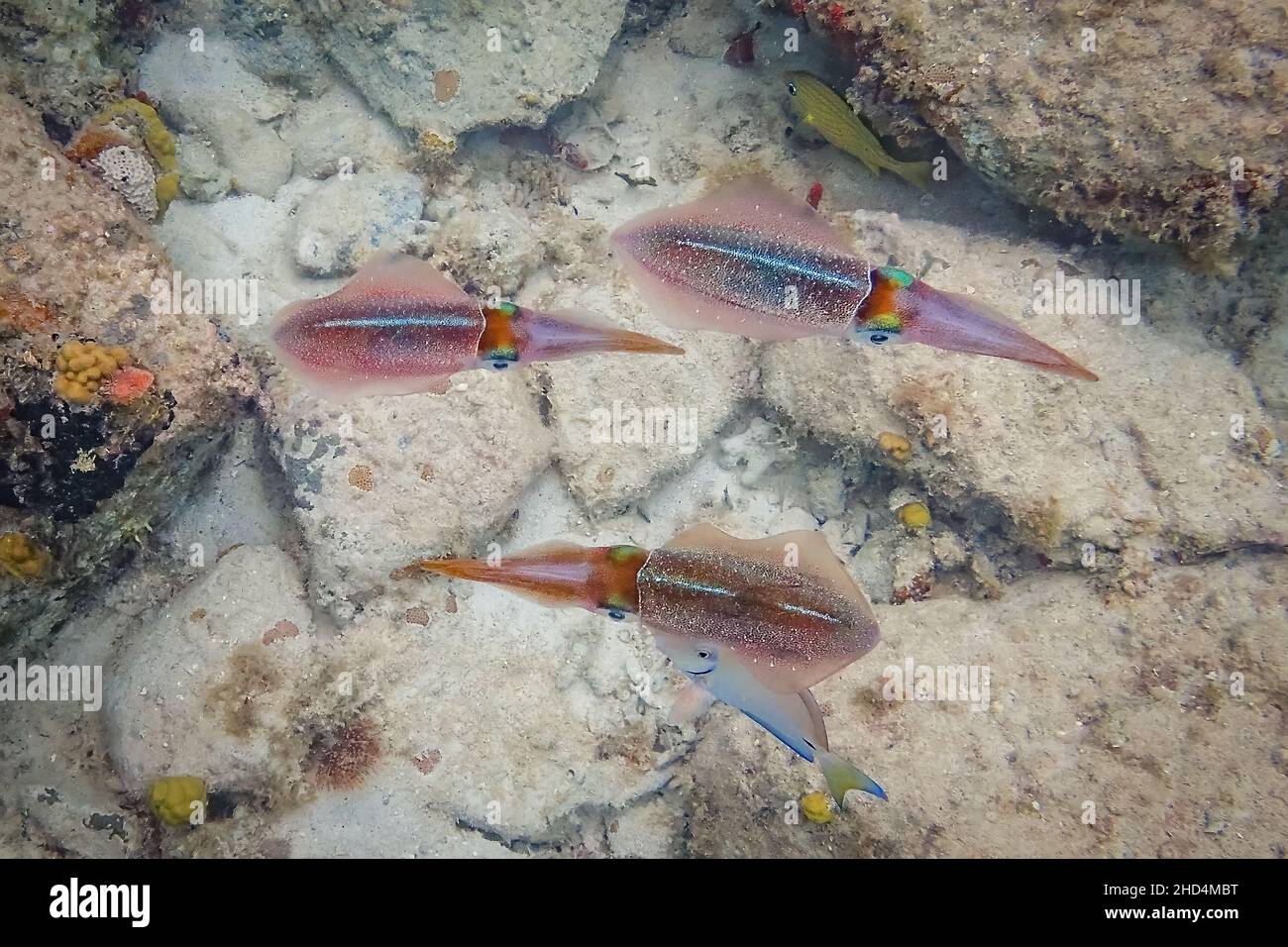 Virgin islands reef fish hi-res stock photography and images - Alamy