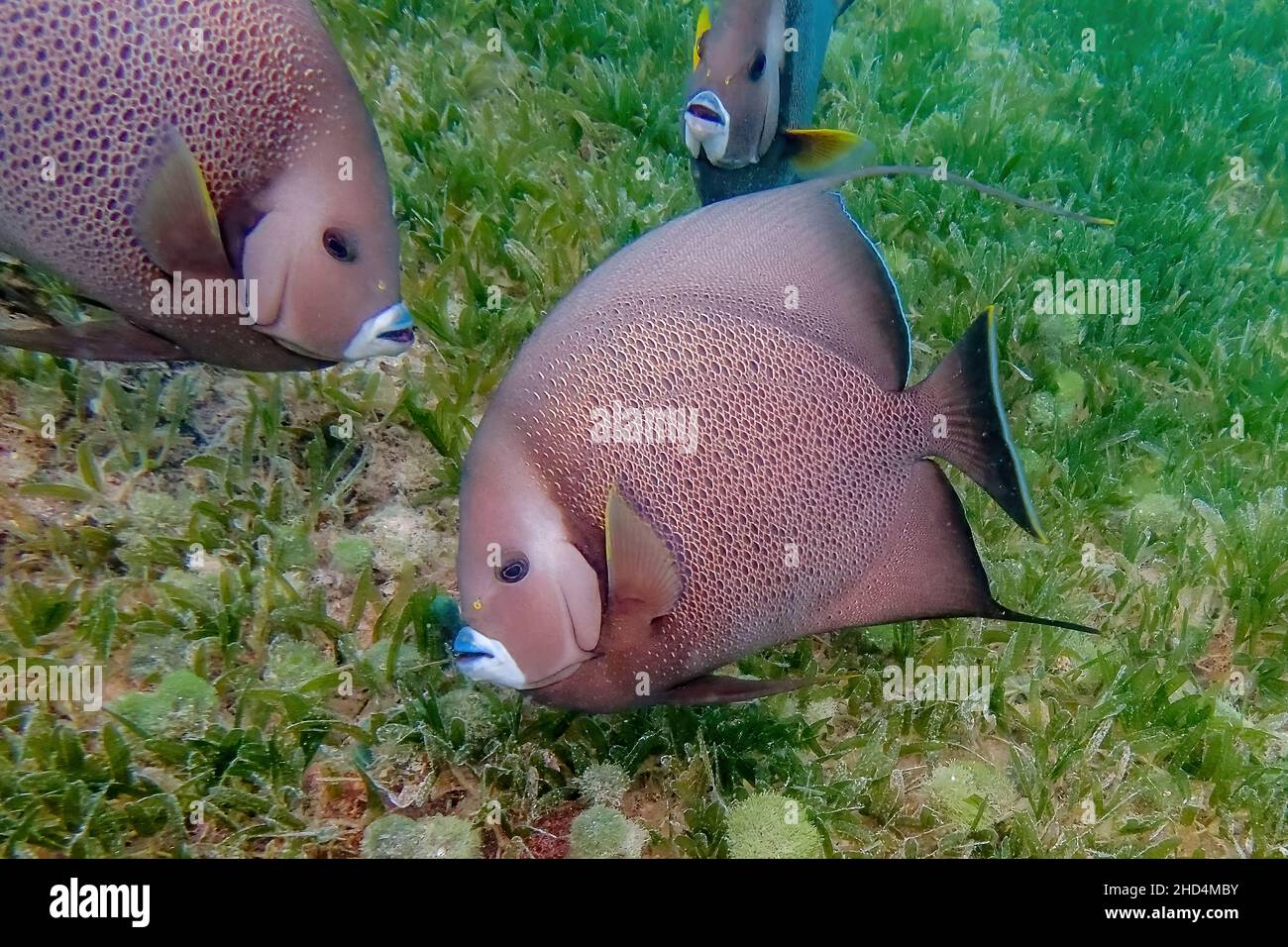 Gray angelfish hi-res stock photography and images - Alamy