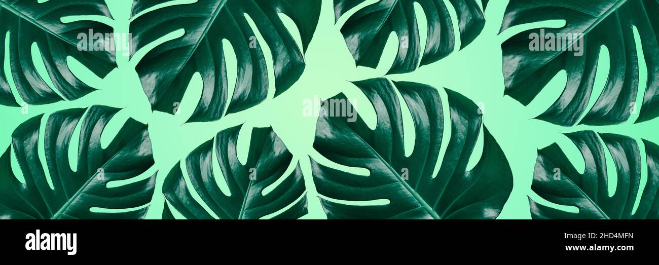 Tropical monstera leaves on green background banner size Stock Photo ...