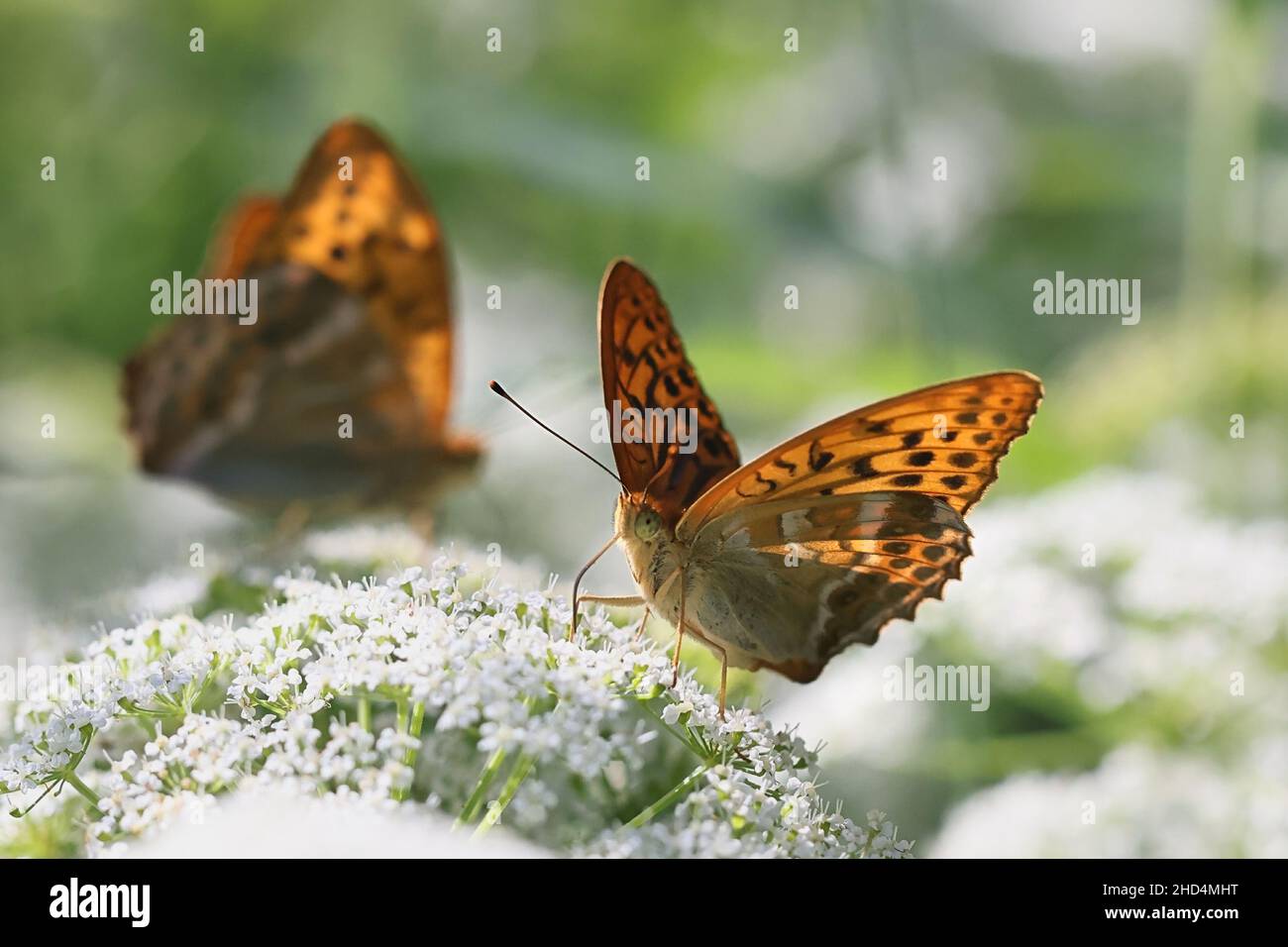 Lepidoptera silver washed fritillary hi-res stock photography and ...