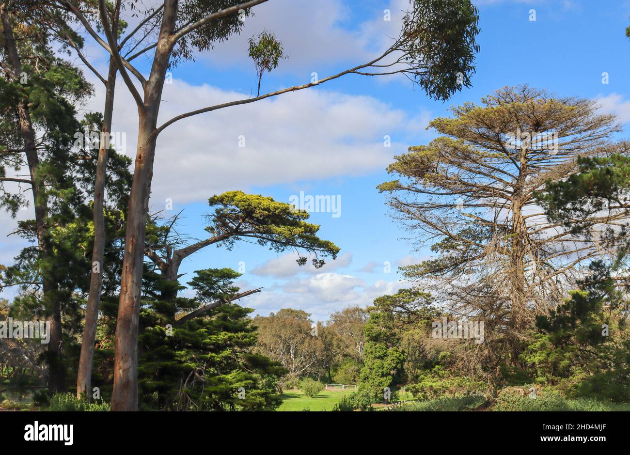 Serene landscape of beautiful old trees in the woods Stock Photo - Alamy
