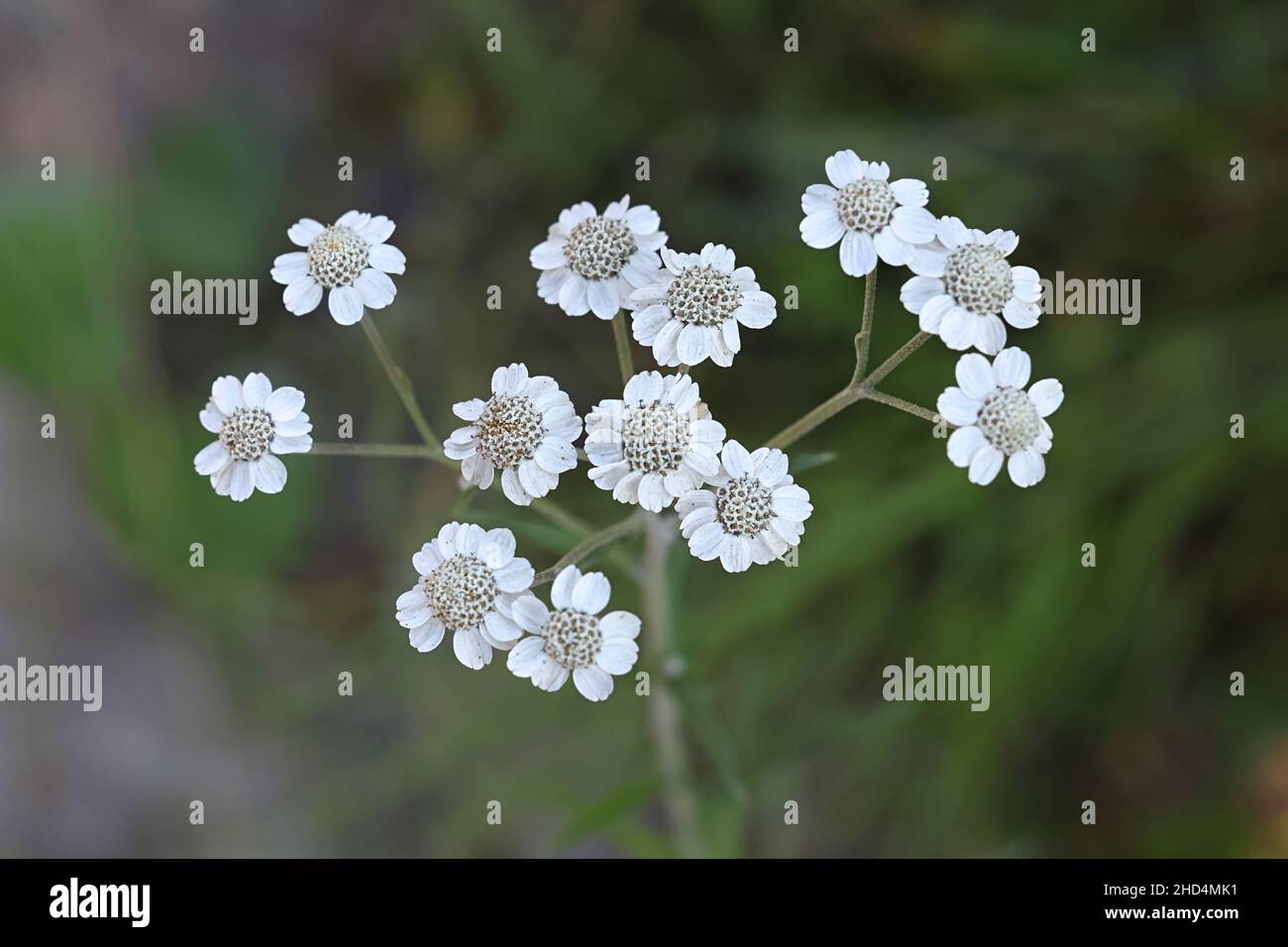 Achillea ptarmica, known as sneezewort, sneezeweed, goose tongue ...